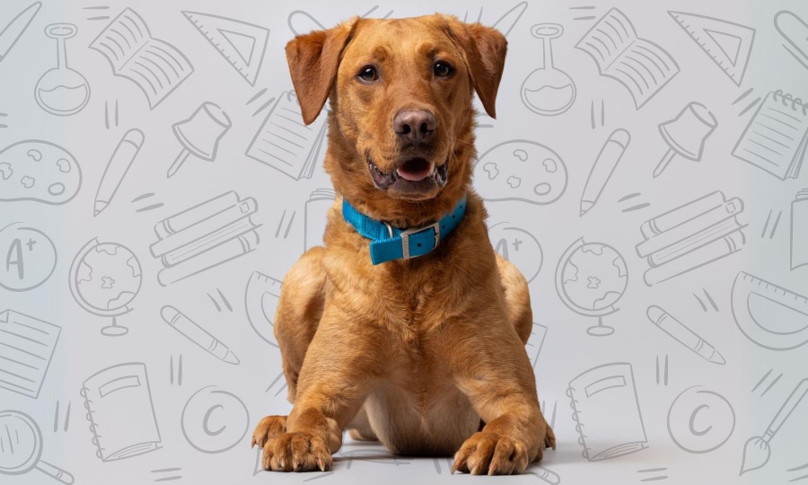 Poly MAT - Introducing Professor Higgins, our esteemed Dog Mentor